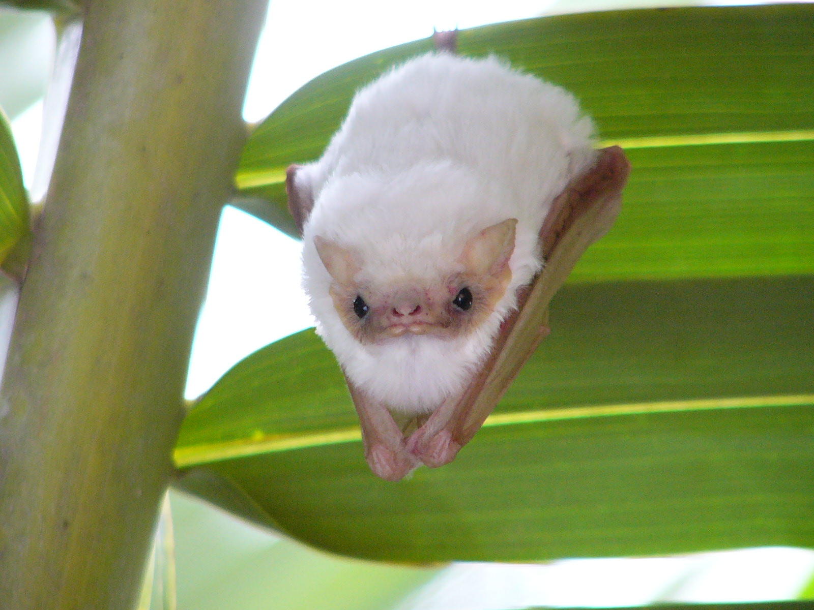 Ghost bat in Mexico