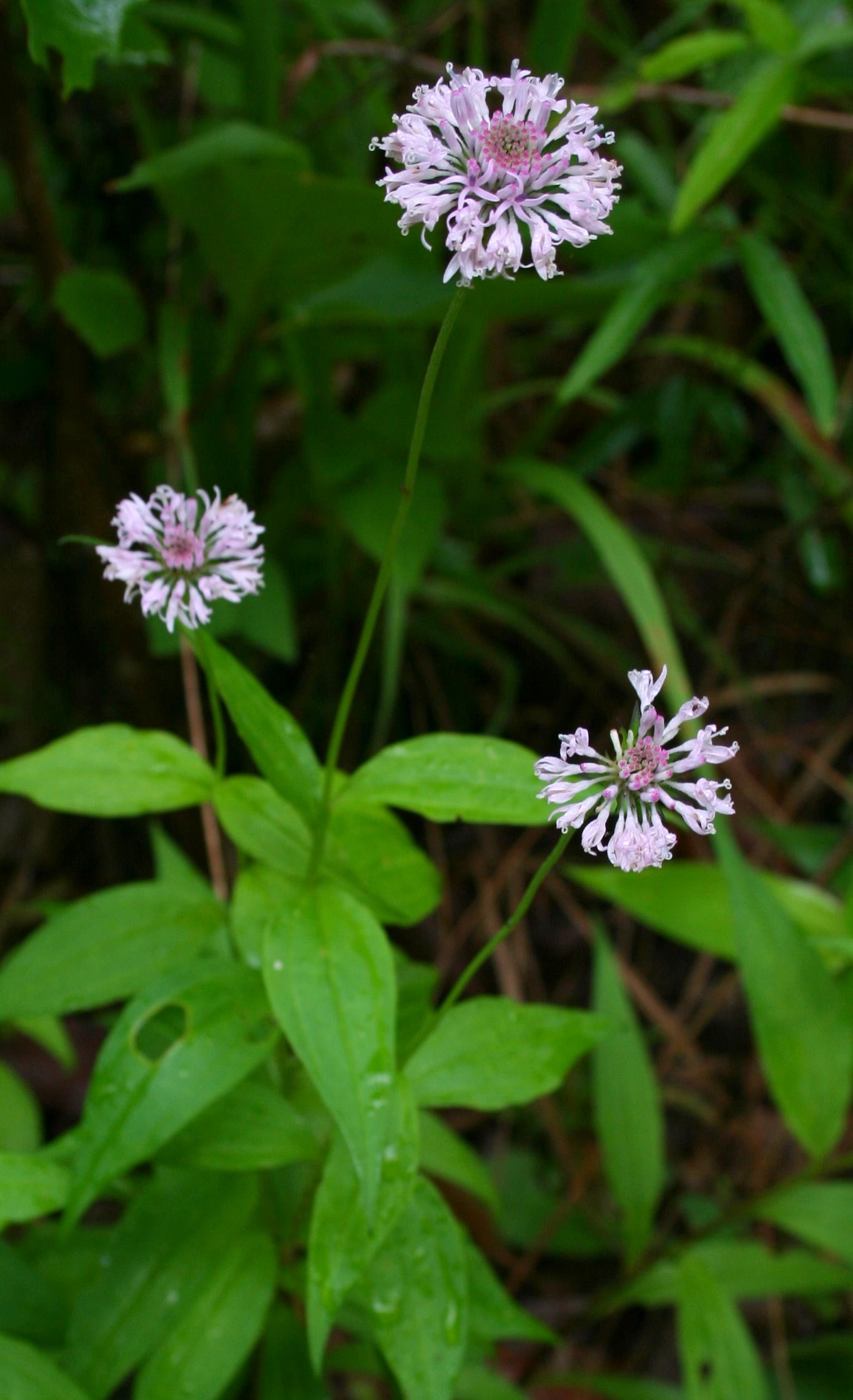 Auburn Researchers Discover Rare Plant Species at Chewacla State Park