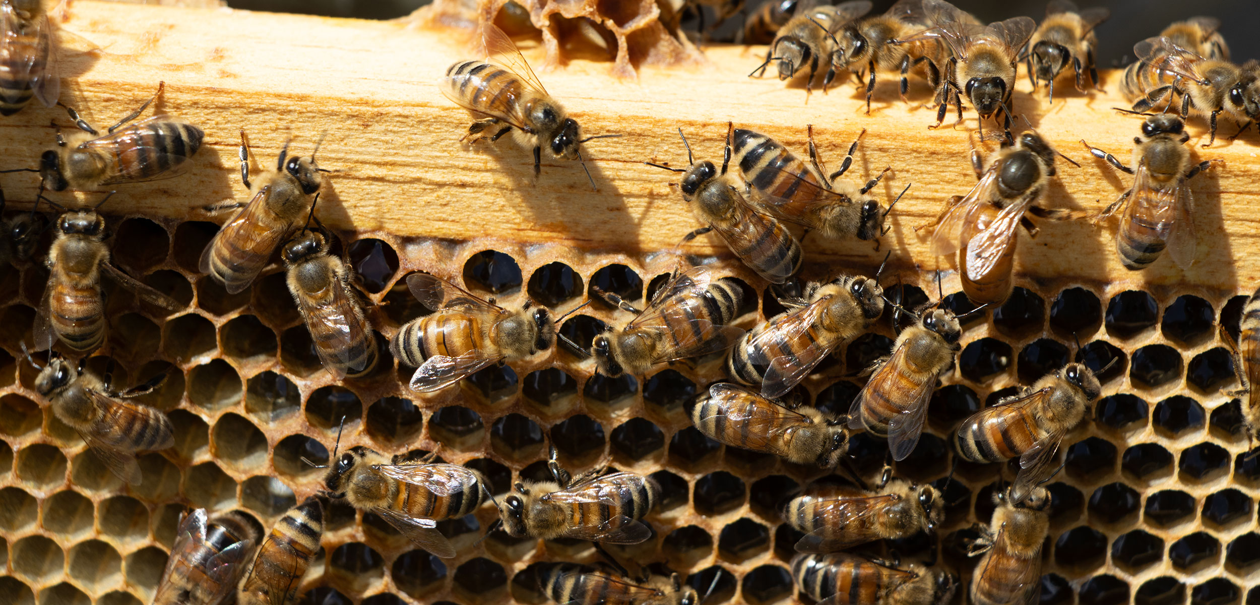 On The Same Page: Auburn's Common Book brings students and faculty together