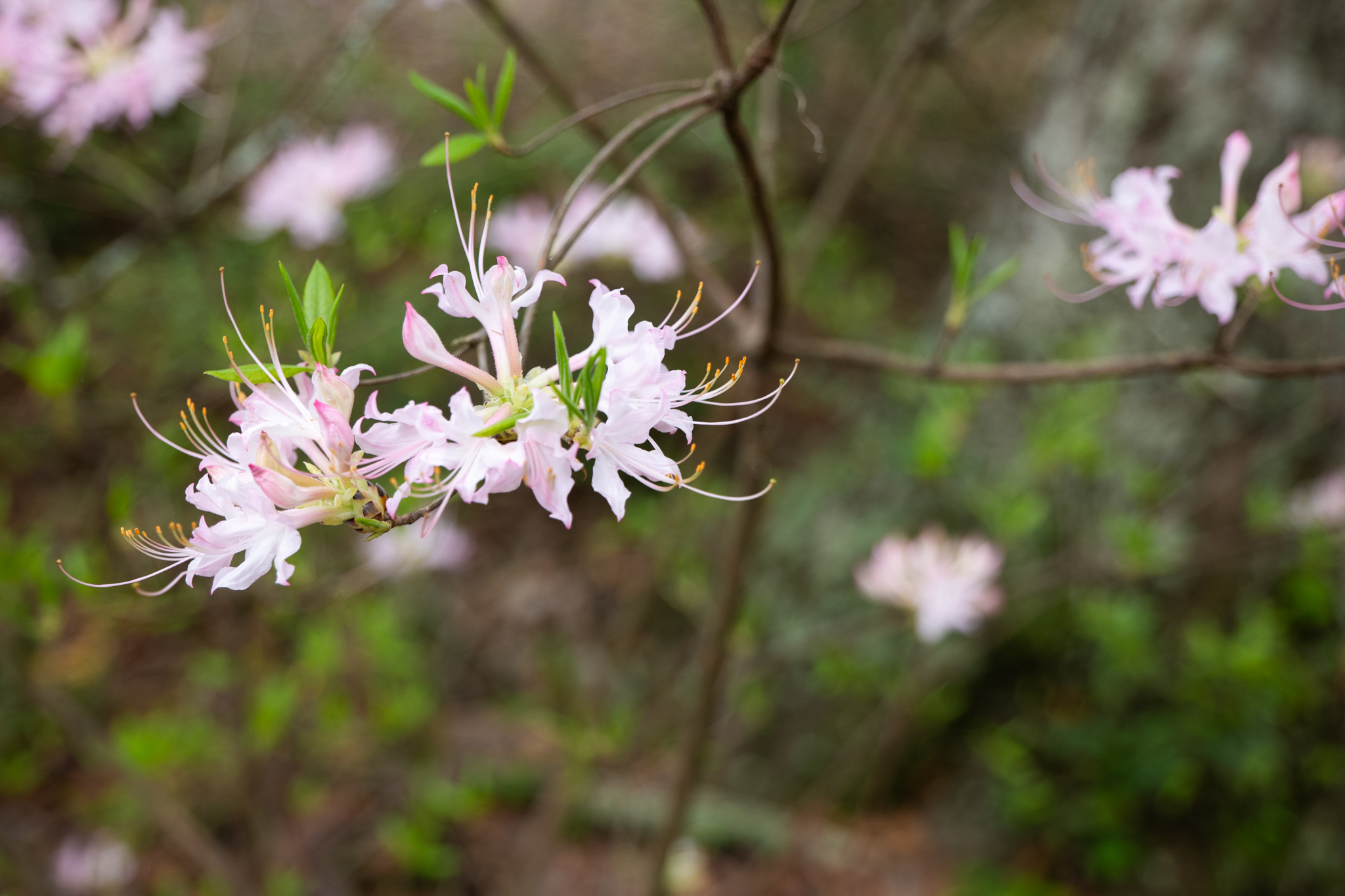 Convention attendees admire native Azaleas in bloom at the Davis Arboretum