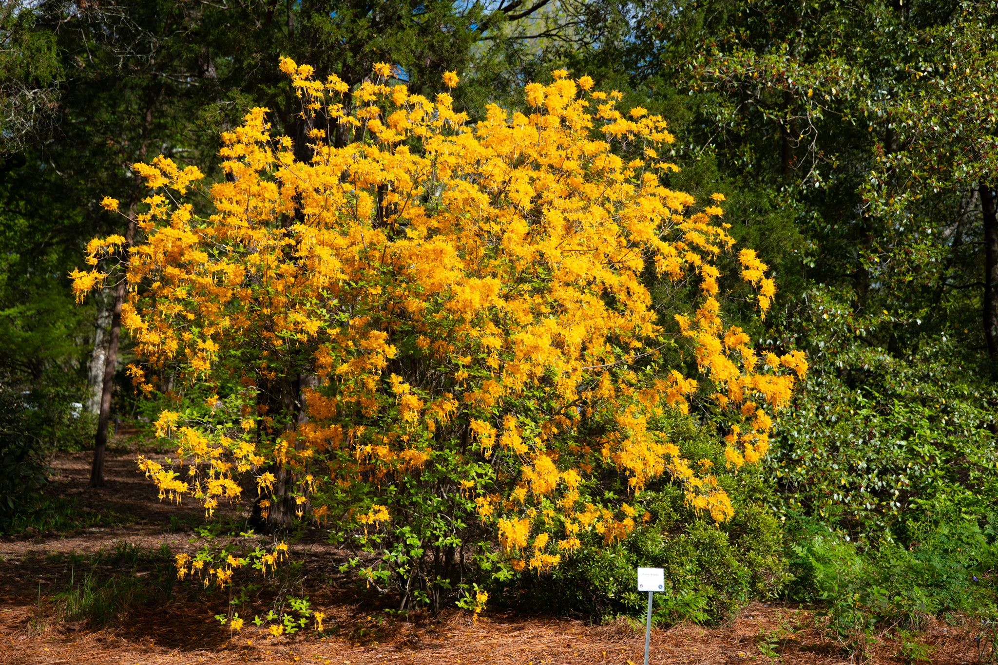 Convention attendees admire native Azaleas in bloom at the Davis Arboretum