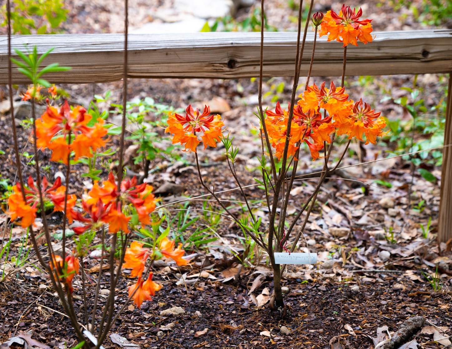 Convention attendees admire native Azaleas in bloom at the Davis Arboretum